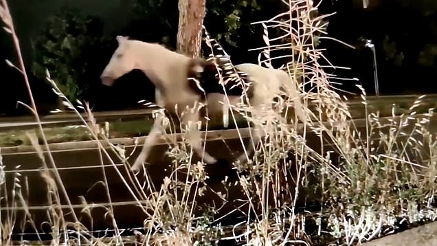 Horses spooked by fireworks run wild through Rome