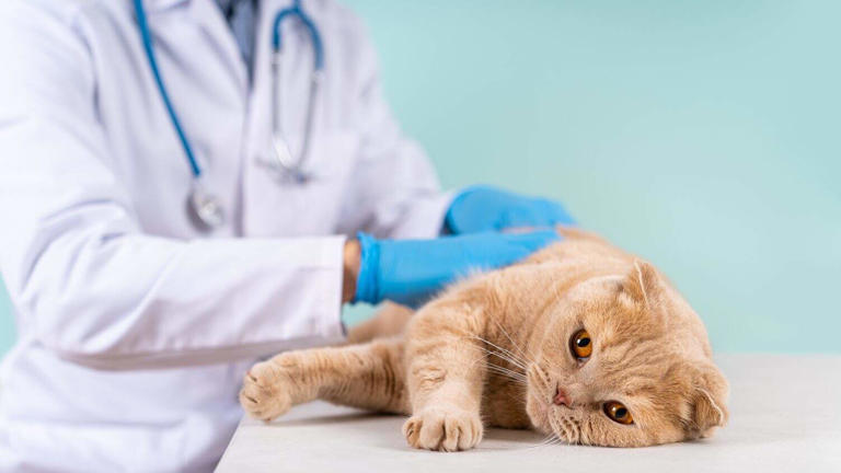 House cats may help unlock new cancer treatments