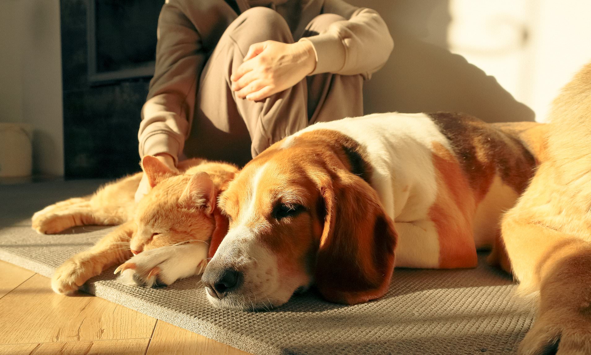 Experts reveal how to give your dog the kiss of life during a heatwave