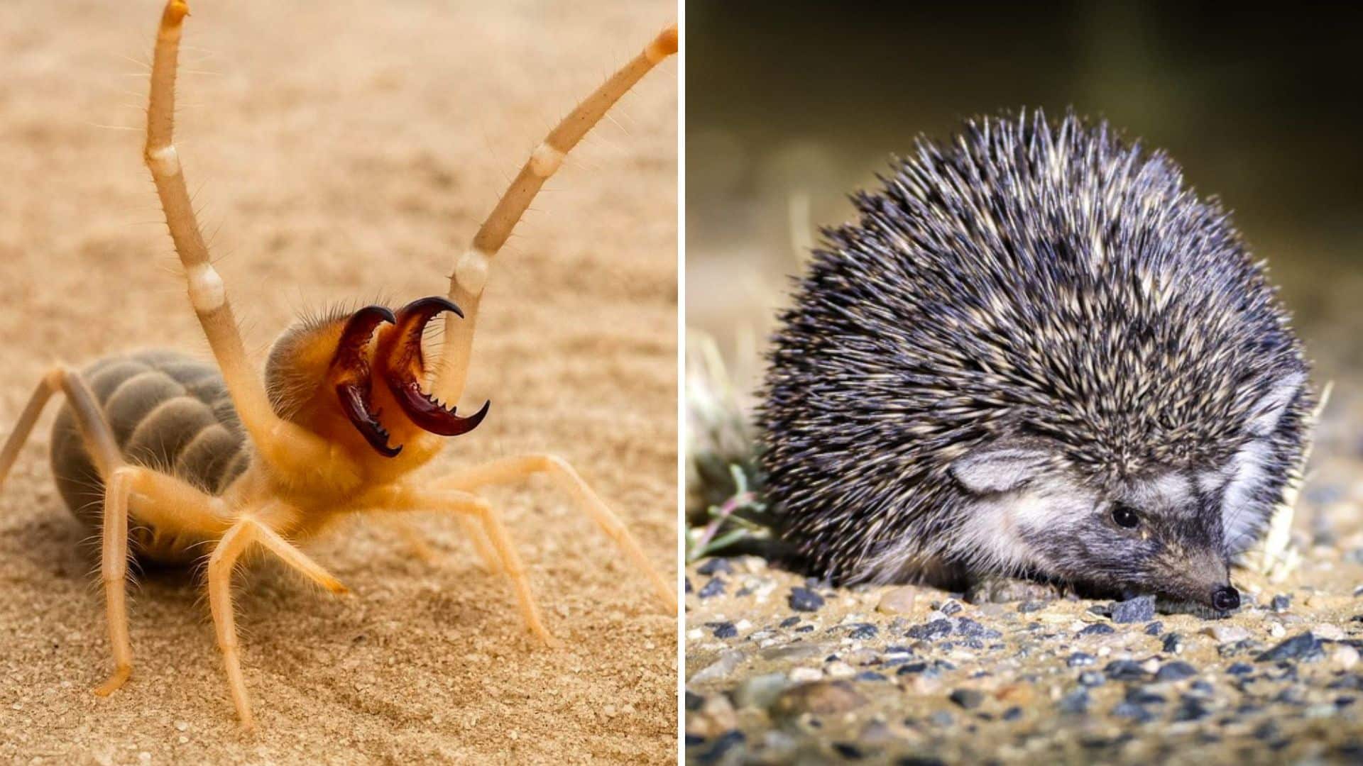 Creatures that remarkably survive with very minimal water