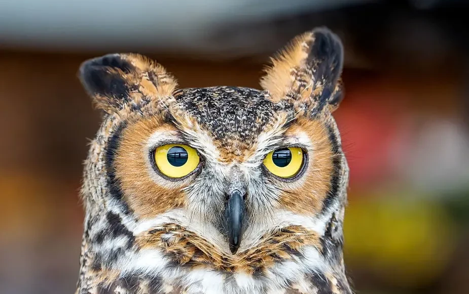 Injured owl becomes surrogate mother in rare rescue success
