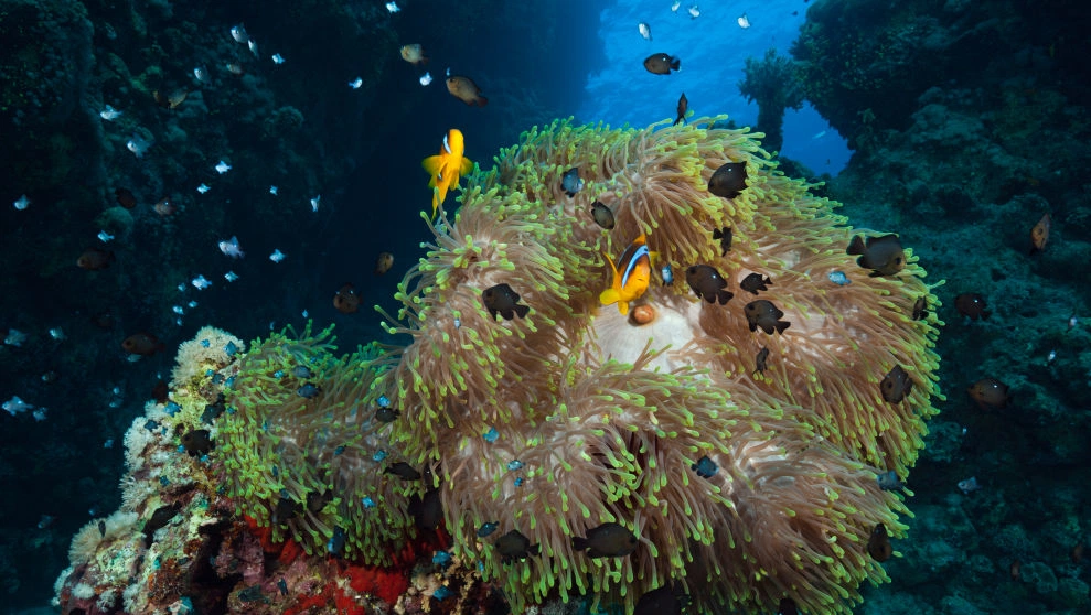 Study finds behavior and swimming traits key to anemonefish evolution