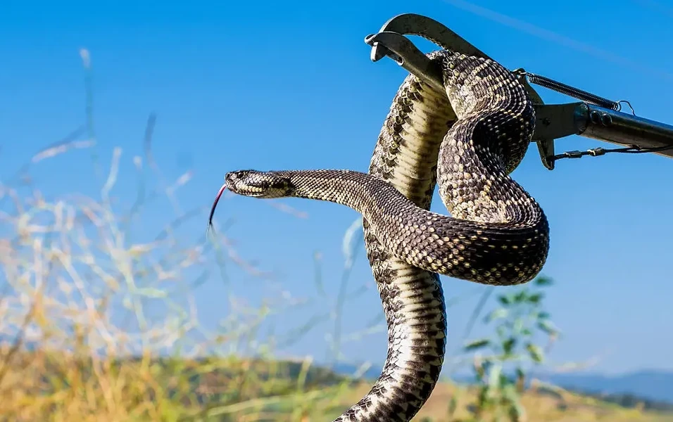 UGA study finds multi-pathogen infections threaten southeastern snakes
