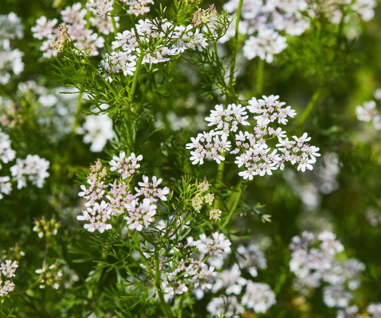Don't remove these herb flowers in June: they'll attract bees ...