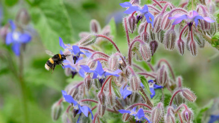 Don't remove these herb flowers in June: they'll attract bees ...