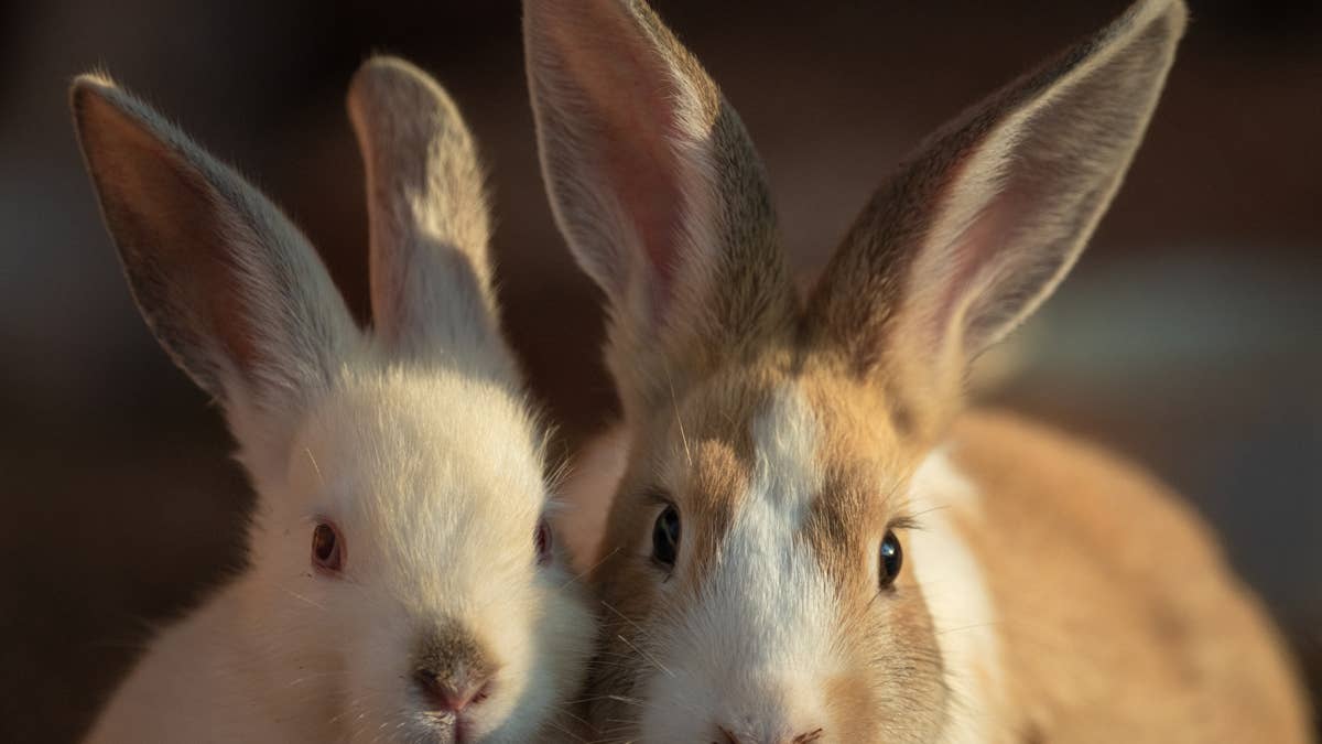 Devoted bunny couple decides baby goat is their new little 'kid'—and ...