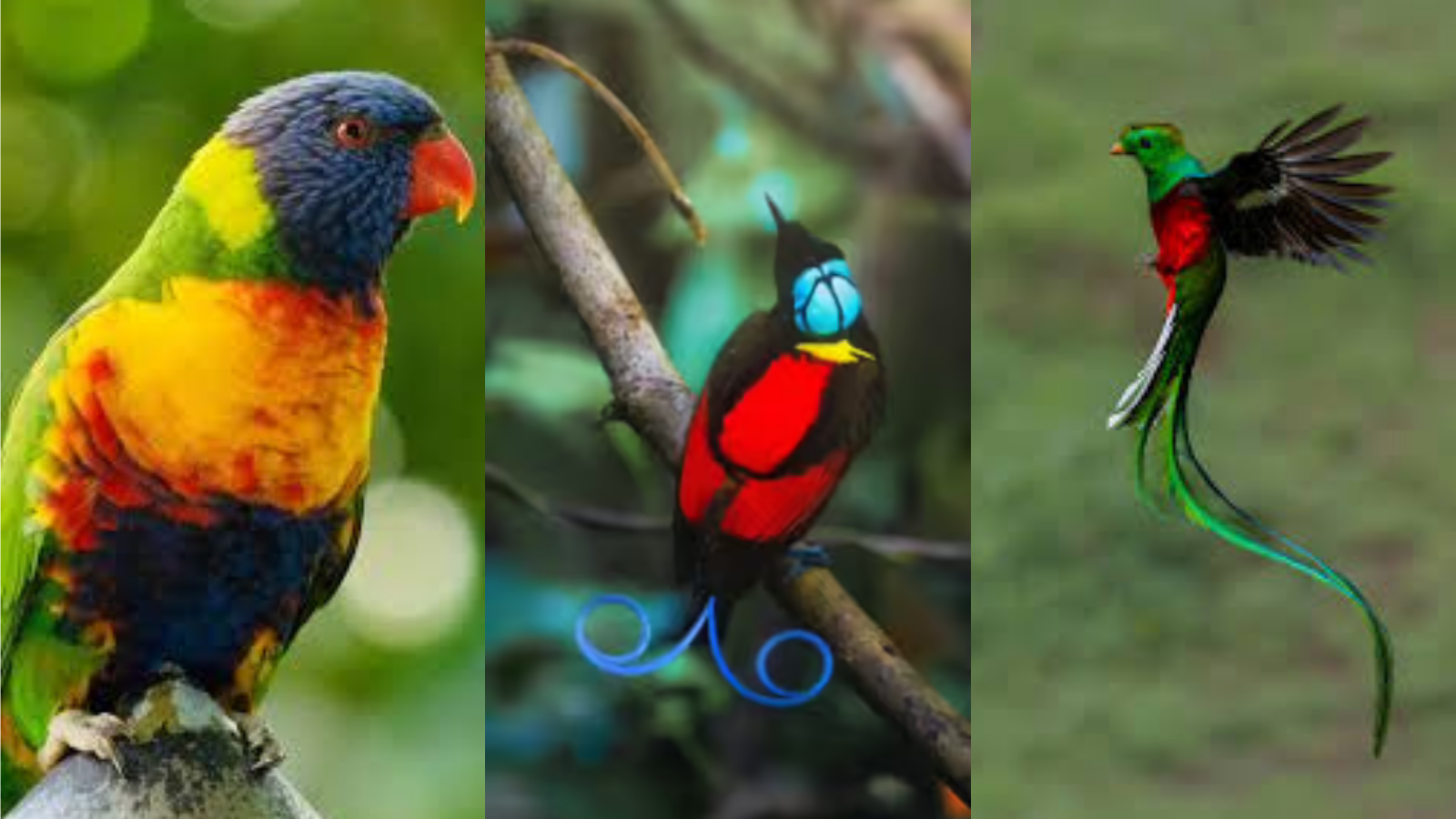 7 rare birds so beautiful they look hand-painted by nature