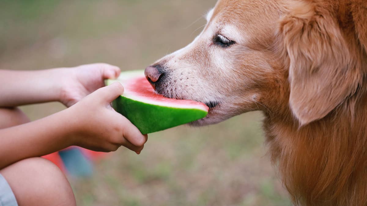Watch this golden retriever chomp down on a cute summer bento box