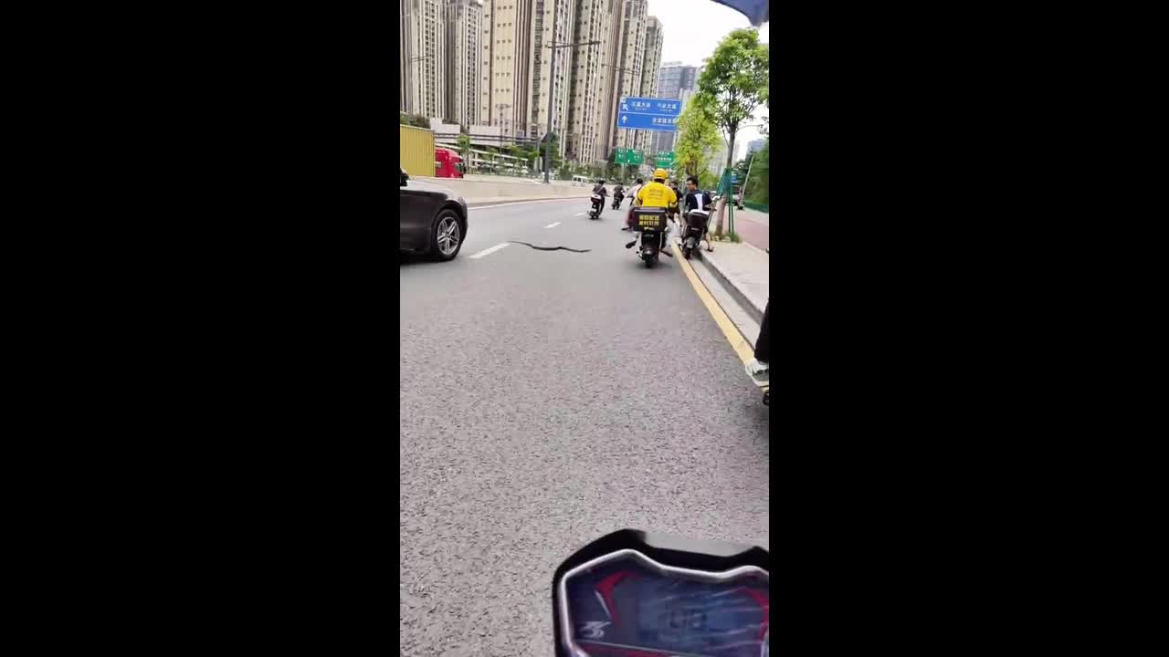 Motorists pause as snake safely crosses road in Guangdong, China