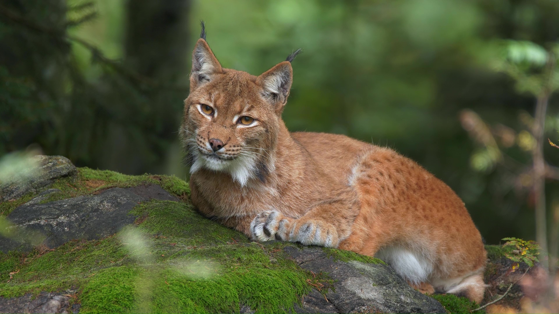 Lince descansando mientras vigila su territorio salvaje