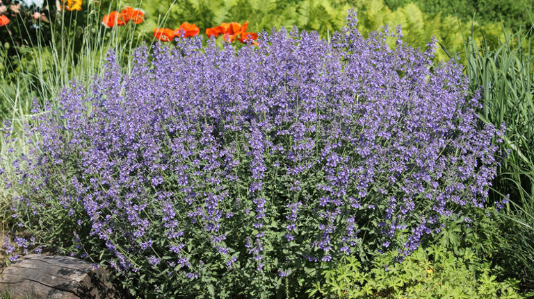 How To Fill Bare Garden Spots And Boost Curb Appeal With A Perennial ...