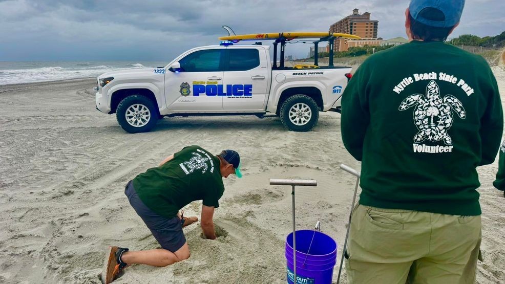 100+ loggerhead turtle eggs relocated to protect nest on Grand Strand ...