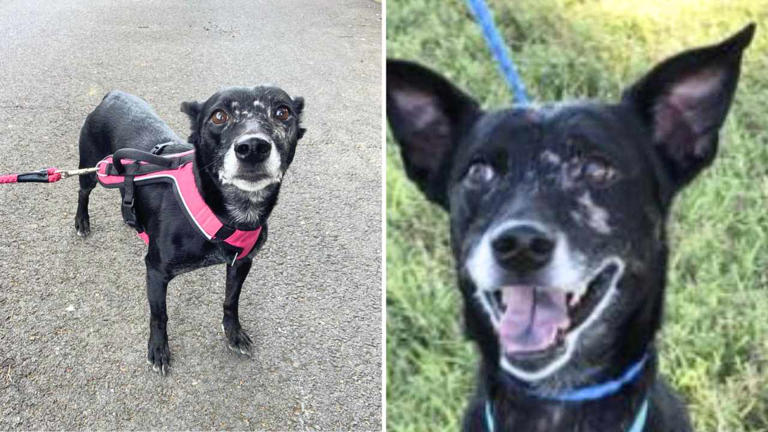 Loving little pup is looking for new home after devastated owner forced ...
