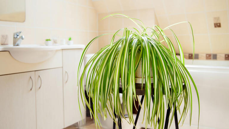 Spider plant leaves drooping? The 3-step checklist to revive your plant