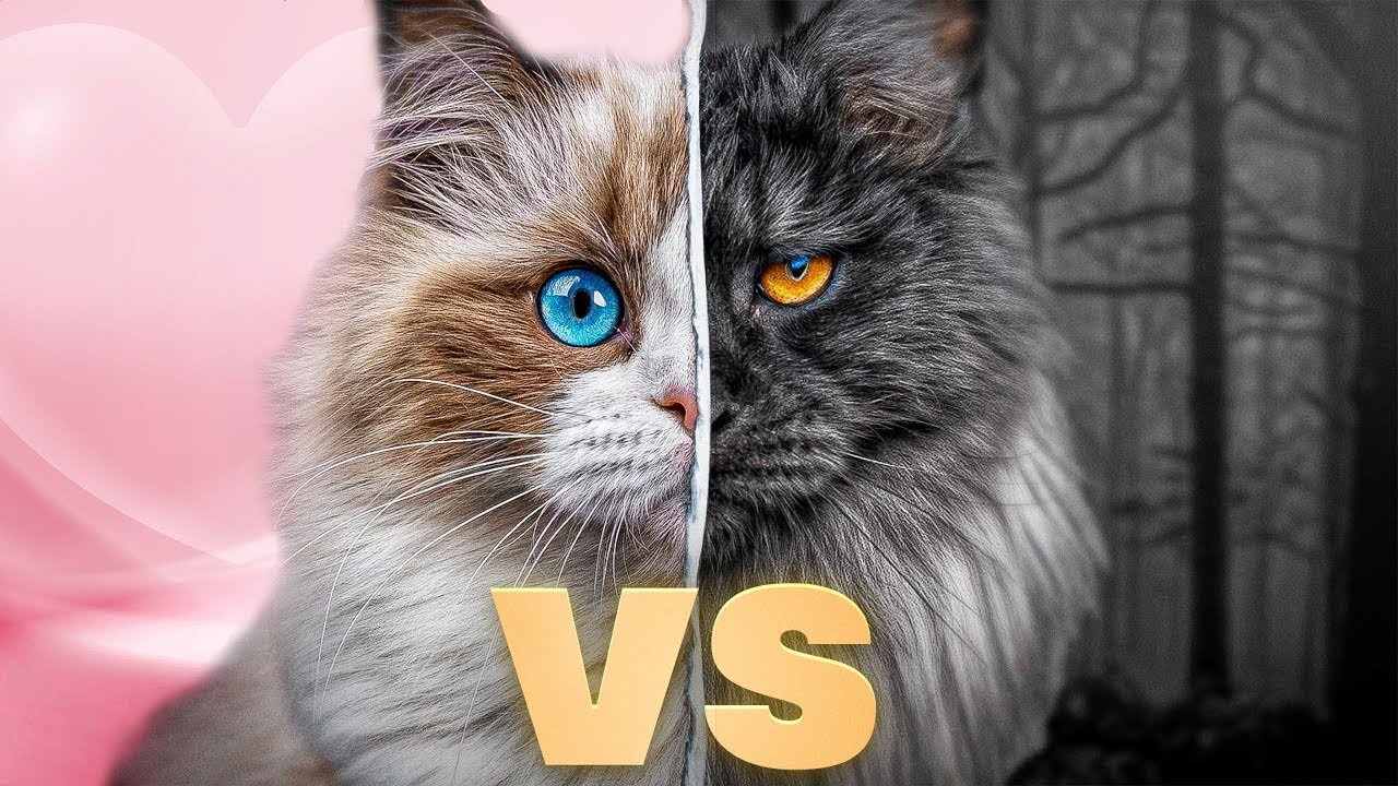Ragdoll or Maine Coon: Which cat wins?