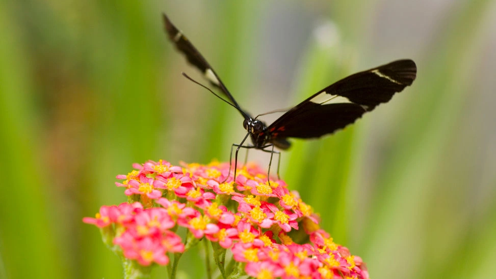 Butterfly baby showers made magical and memorable
