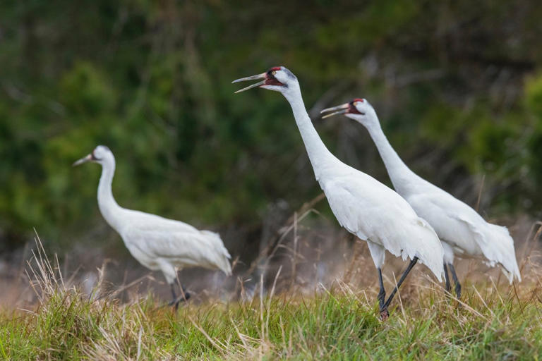 The best Texas birdwatching spots to visit this summer