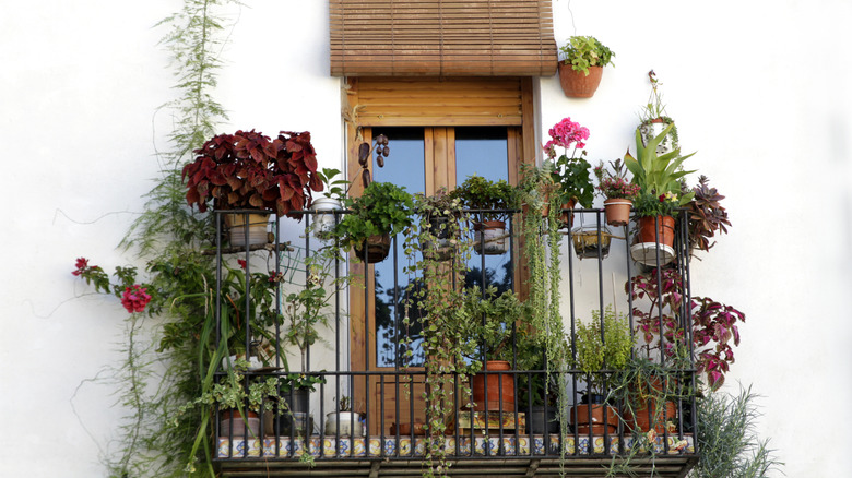 10 easy-to-grow vines that are perfect for your balcony or patio