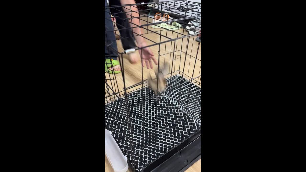 Little chicken finds an easy escape from new cage in Shanghai, China