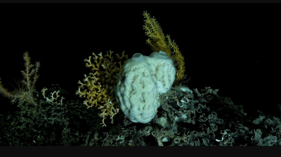 Hidden deep-sea sponges play a massive, unseen role in the carbon