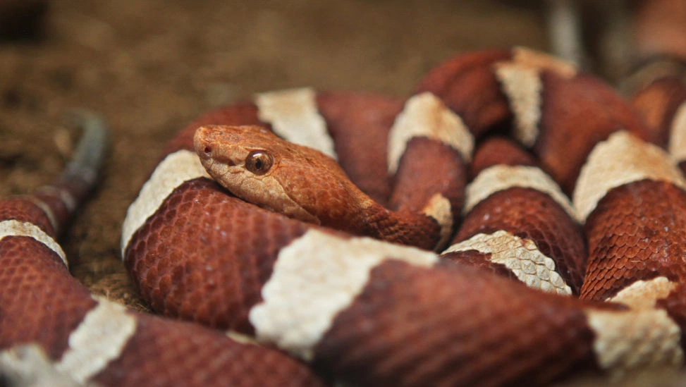 Identifying copperhead habitats and warning signs