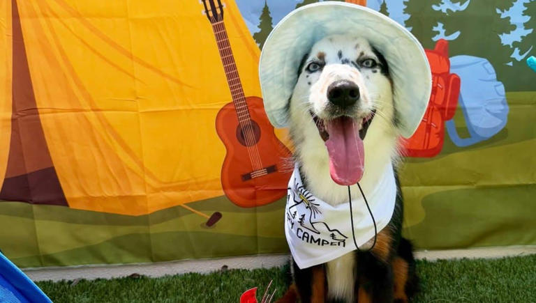 K9 Resorts is bringing dog summer camp to Bethlehem and Chalfont this June