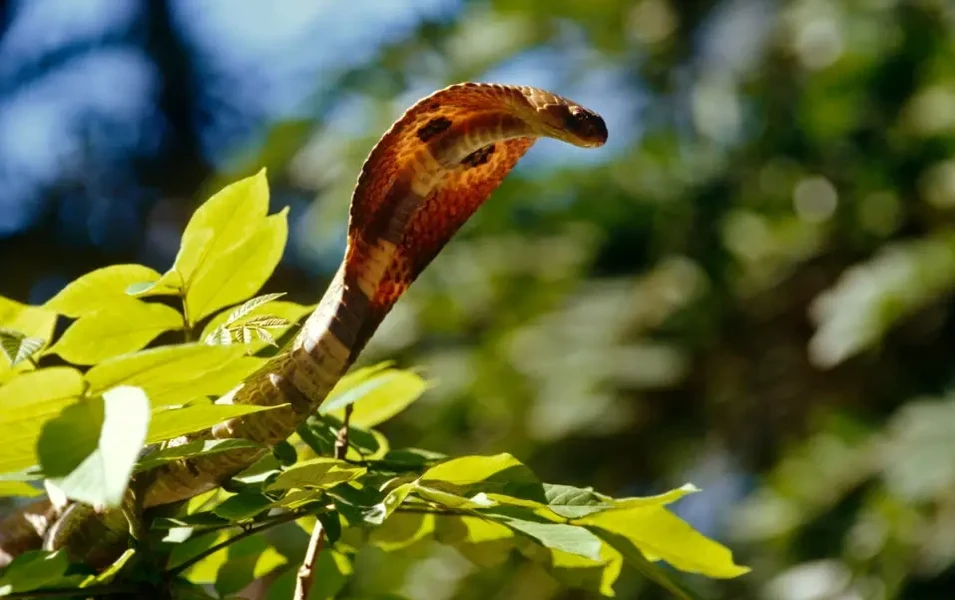 Inside India’s village where cobras are neighbours
