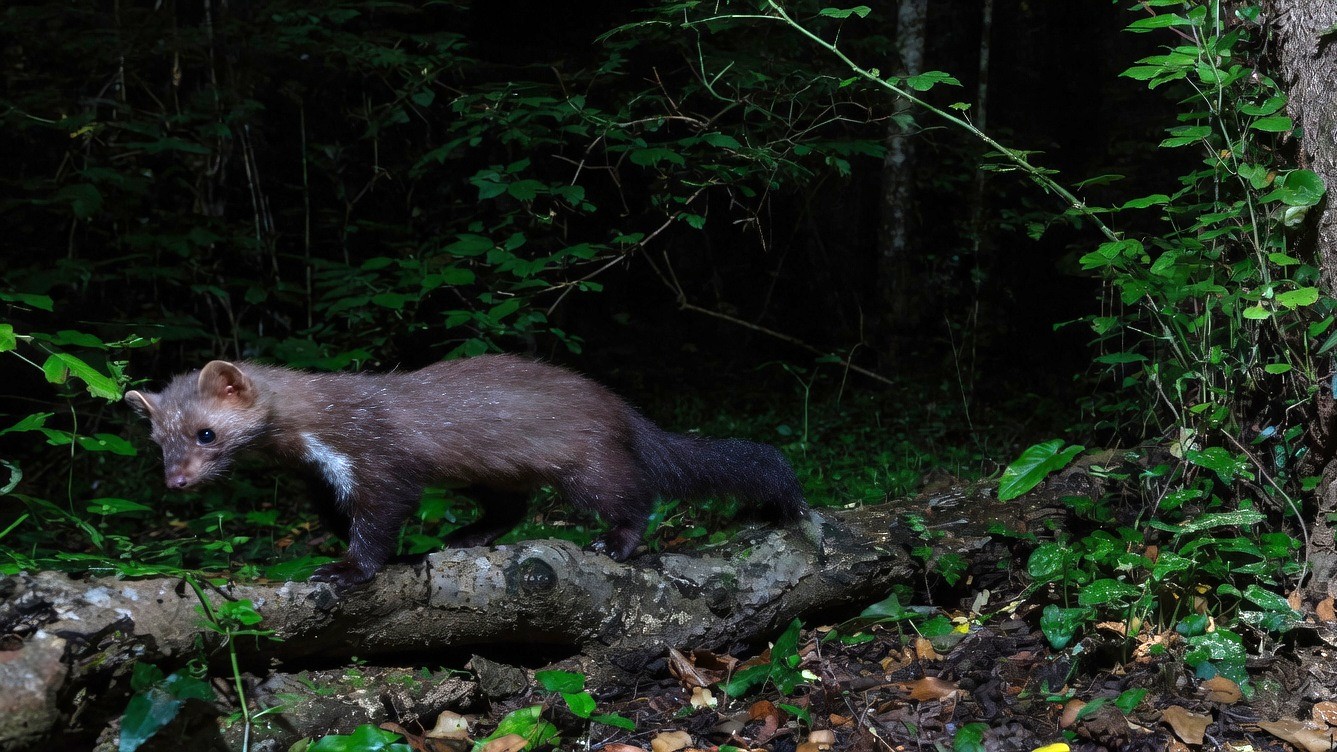 Spring camera trap session captures wildlife