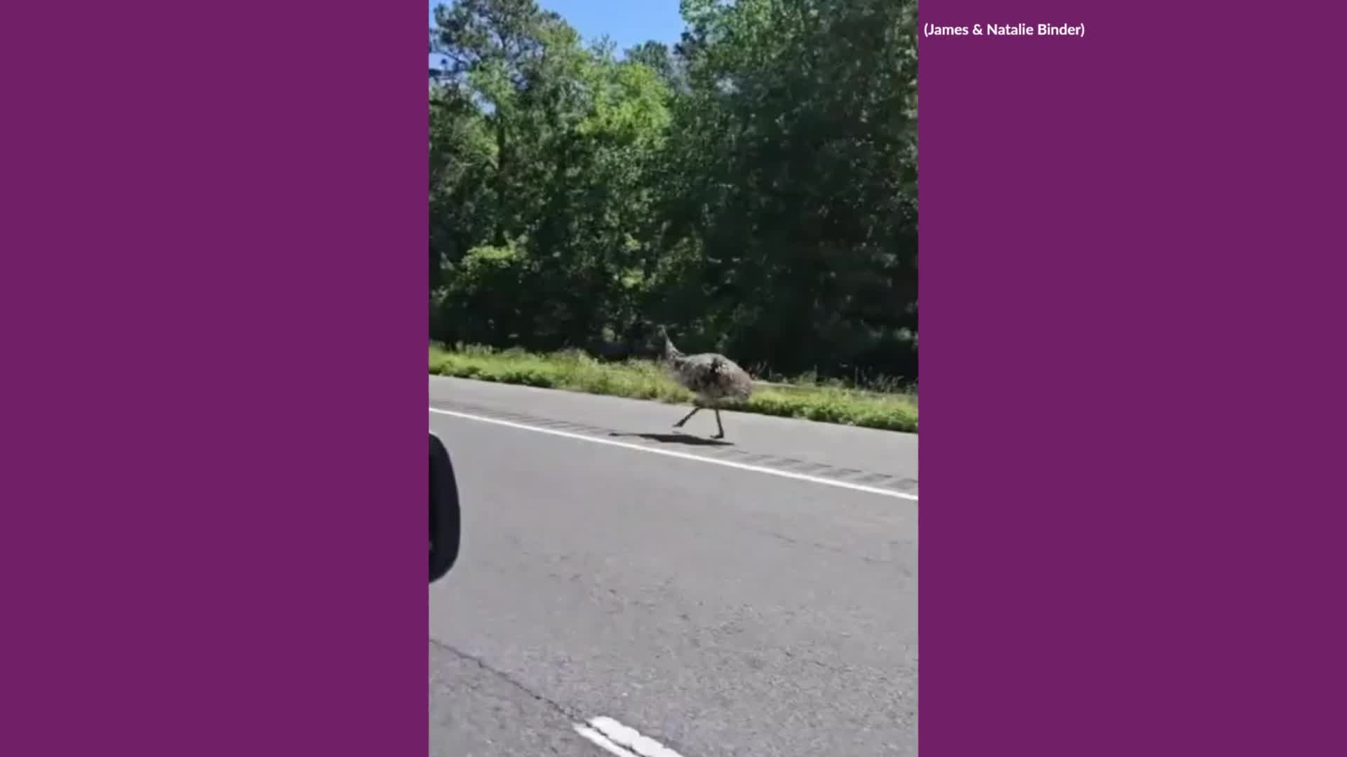 Emu returned to owners after leading police on pursuit on Maryland's ...