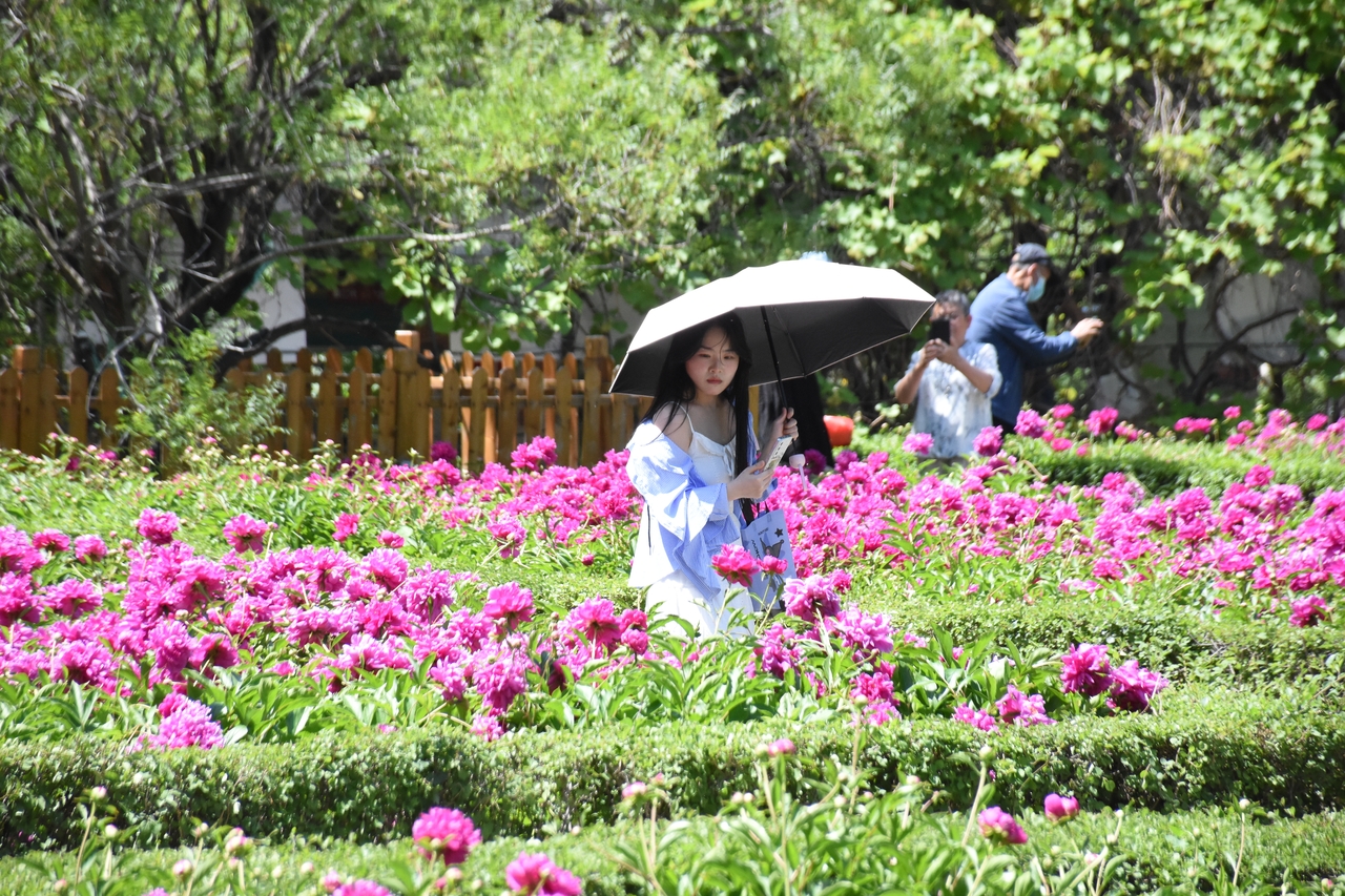 哈尔滨：芍药花开 姹紫嫣红
