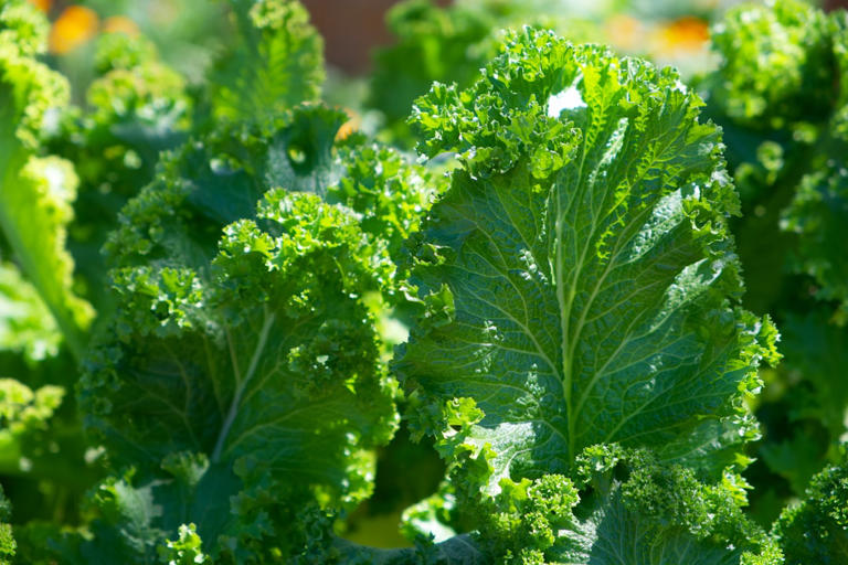 The shared ancestry of broccoli, kale, and Brussels sprouts