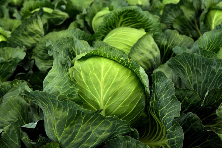 The shared ancestry of broccoli, kale, and Brussels sprouts
