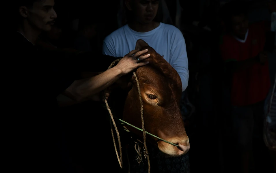 Viral cow farewell video reignites Eid sacrifice ethics debate