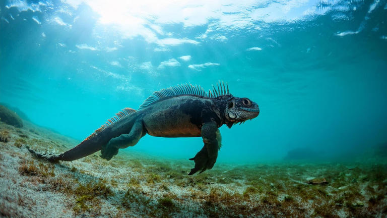 A 43-foot sea monster just got pulled from the Texas rocks — Tylosaurus ...