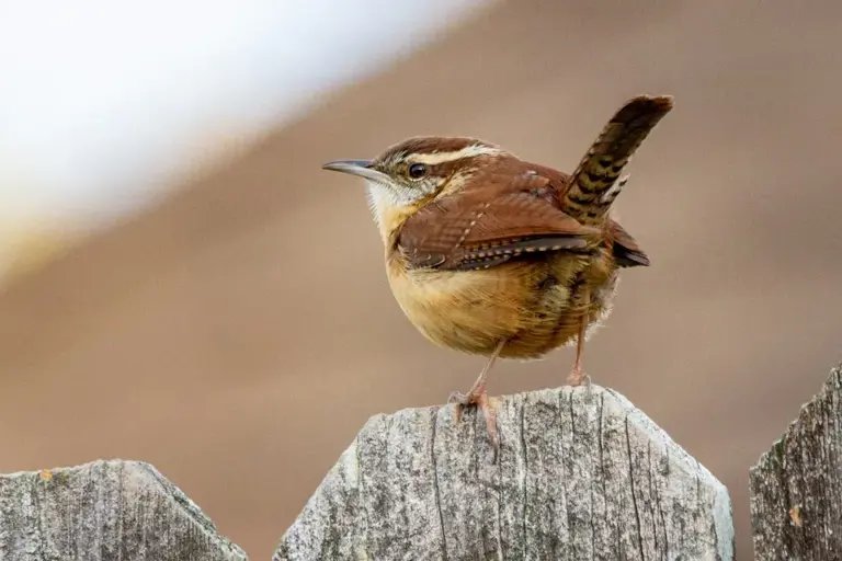 Why extreme cold snaps are threatening US wildlife