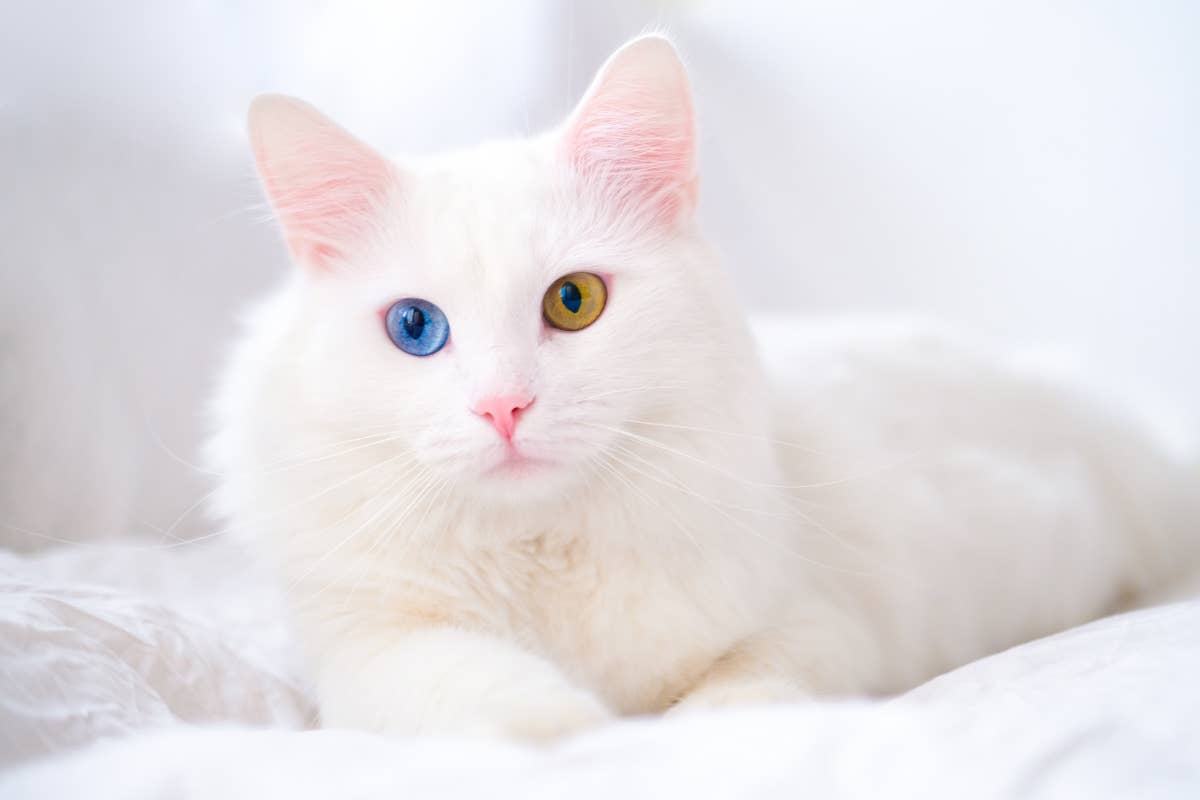 7 beautiful Angora cat breeds every cat lover should know
