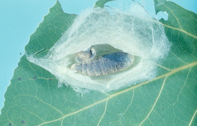 Forest tent caterpillars feast in Calgary as outbreak spikes population ...