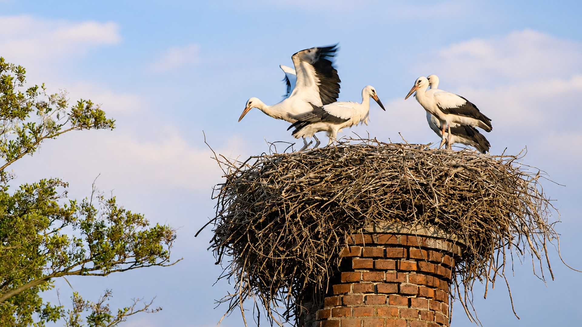 Hidden camera captures stork family gathering on a giant nest