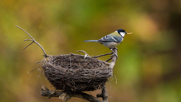 Woman captures precious moment baby chickadees take their first flight