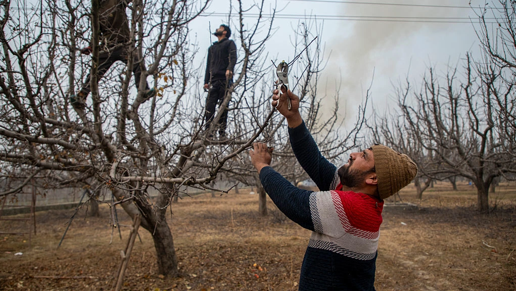 Pruning tips for thriving fruit trees