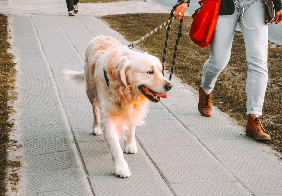 These 6 pets are perfect for seniors who fear living alone
