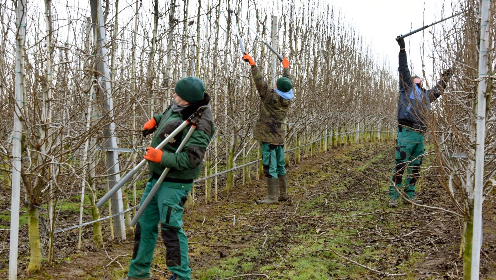 Pruning tips for thriving fruit trees