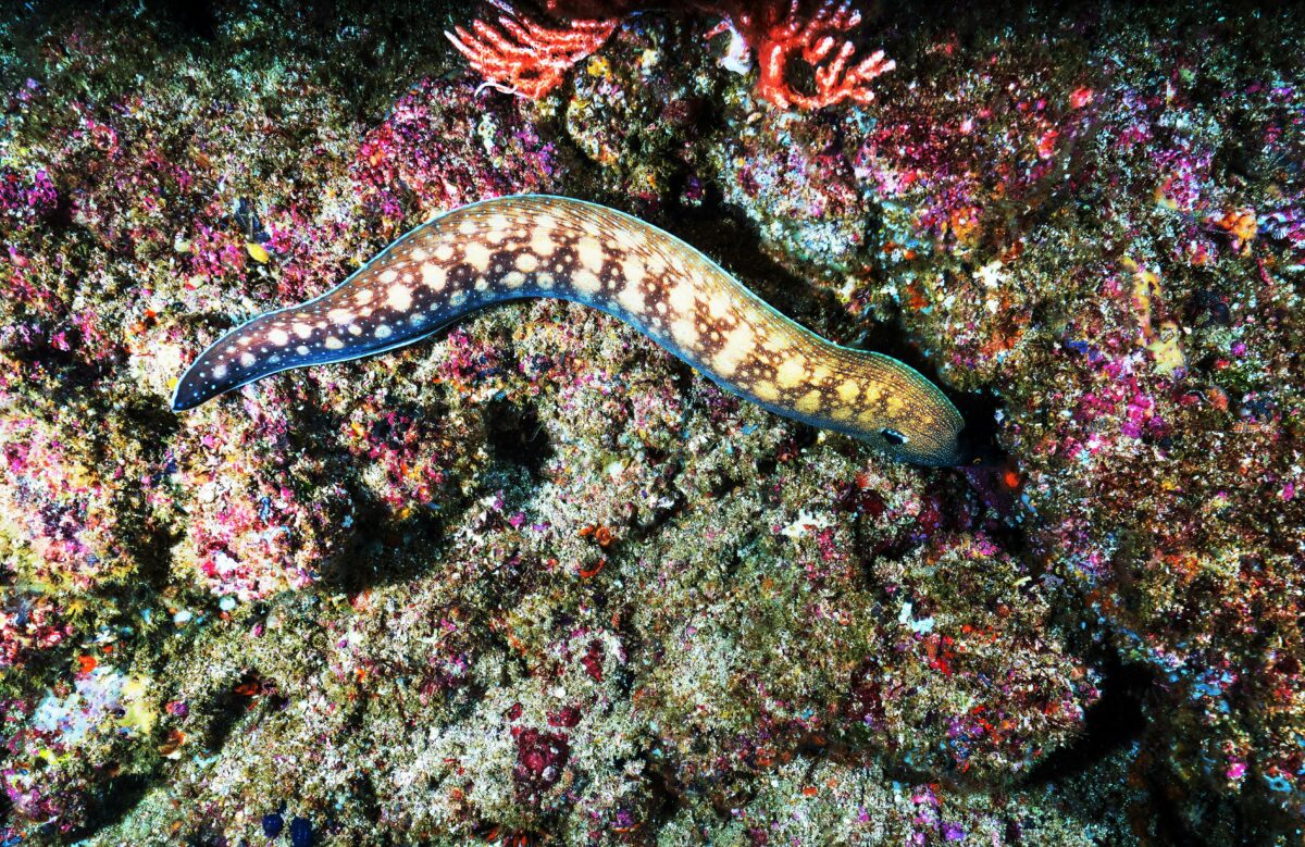 Bizarre animal facts that sound completely fake