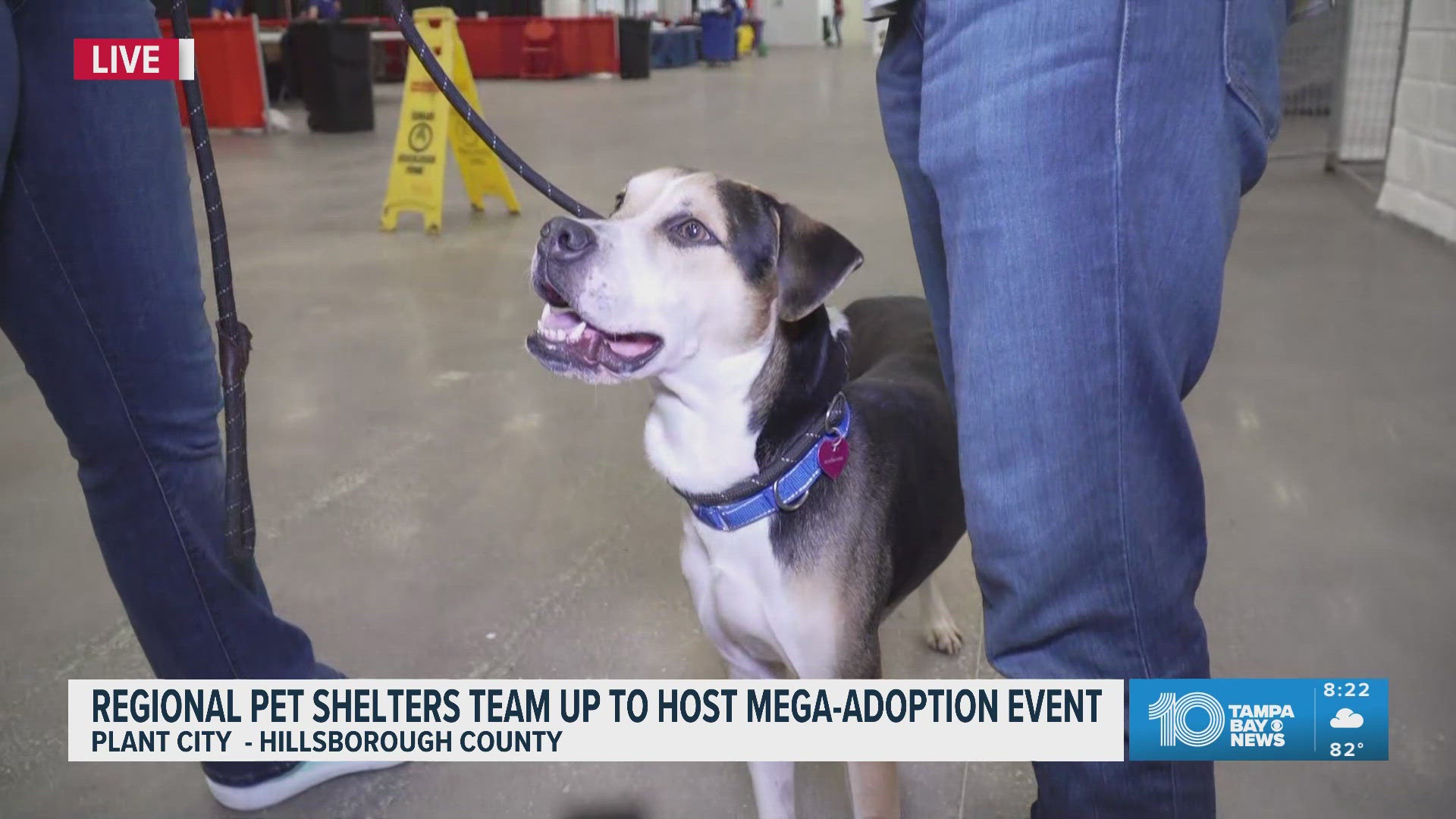 Regional pet shelters team up for mega-adoption event in Hillsborough ...