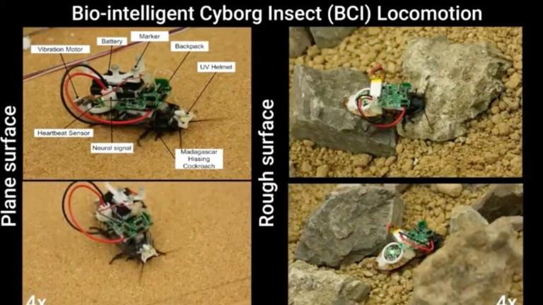Votre cafard cyborg est‑il épuisé ? L’IA sait désormais lire l’état ...