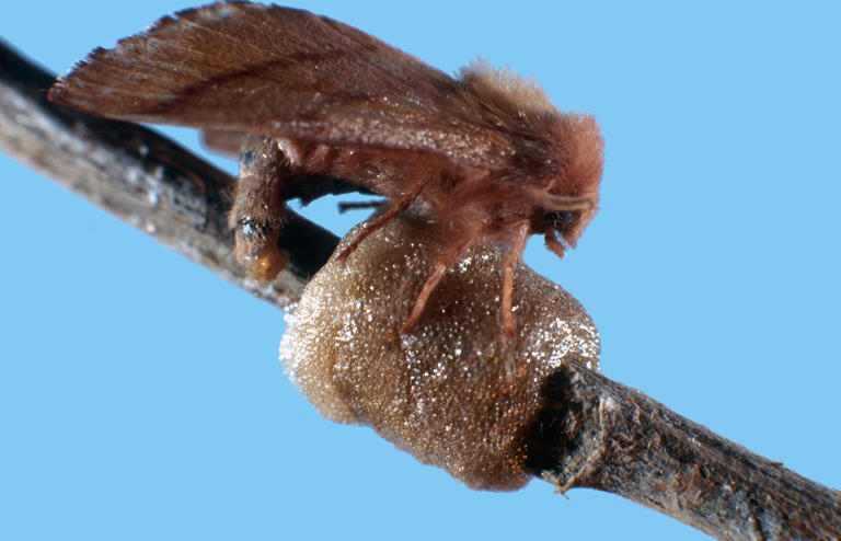 Forest tent caterpillars feast in Calgary as outbreak spikes population ...