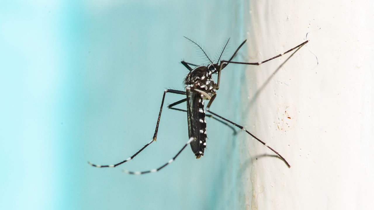 The ultimate mosquito killer uses lasers and AI