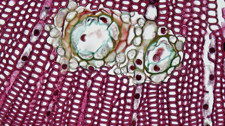 Researchers just cracked why aging cells quietly lose their energy ...