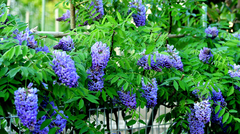 10 easy-to-grow vines that are perfect for your balcony or patio