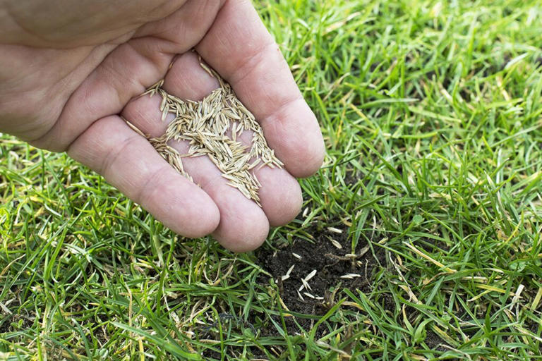 Rasen neu anlegen: Diese Schritte sorgen für perfektes Grün